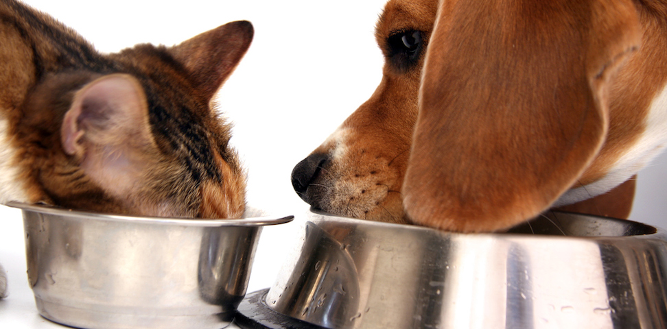 Tierfutter-Spendings bei Veterinärärzten: Die wichtigsten Futtermittel ...